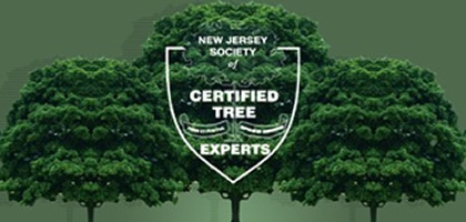 About Us - Reliable Tree Service